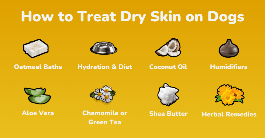 How to Treat Dry Skin on Dogs? | PetMade