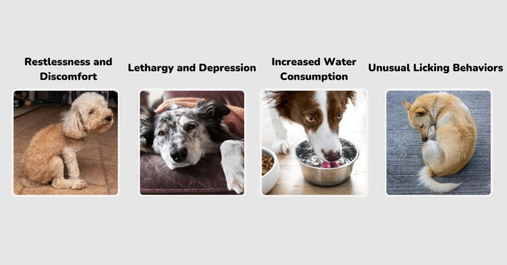 11 Signs of an Upset Stomach in Dogs | PetMade