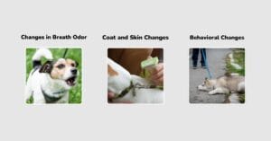 11 Signs of an Upset Stomach in Dogs | PetMade