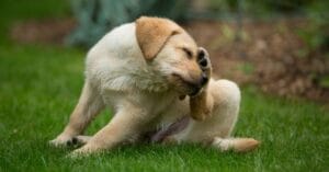 7 Labrador Retriever Skin Problems and Treatments | PetMade