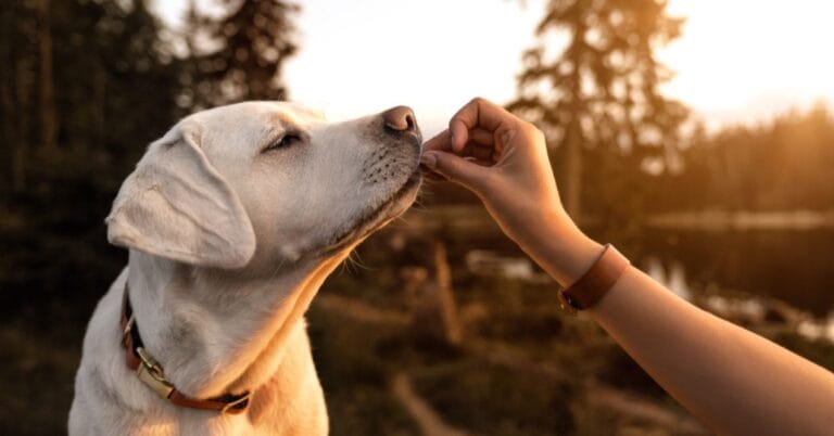 Labrador Retriever and Allergies: What You Can Do | PetMade