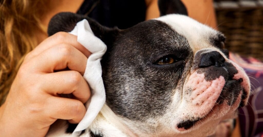 10 Common French Bulldog Health Problems | PetMade