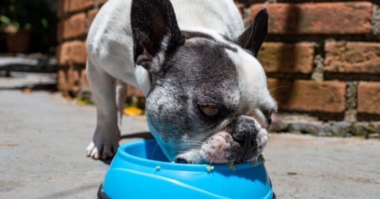 10 Common French Bulldog Health Problems | PetMade