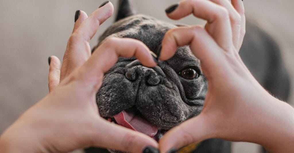 10 Common French Bulldog Health Problems | PetMade