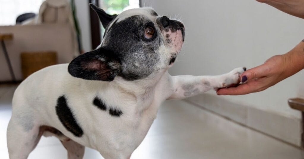 10 Common French Bulldog Health Problems | PetMade