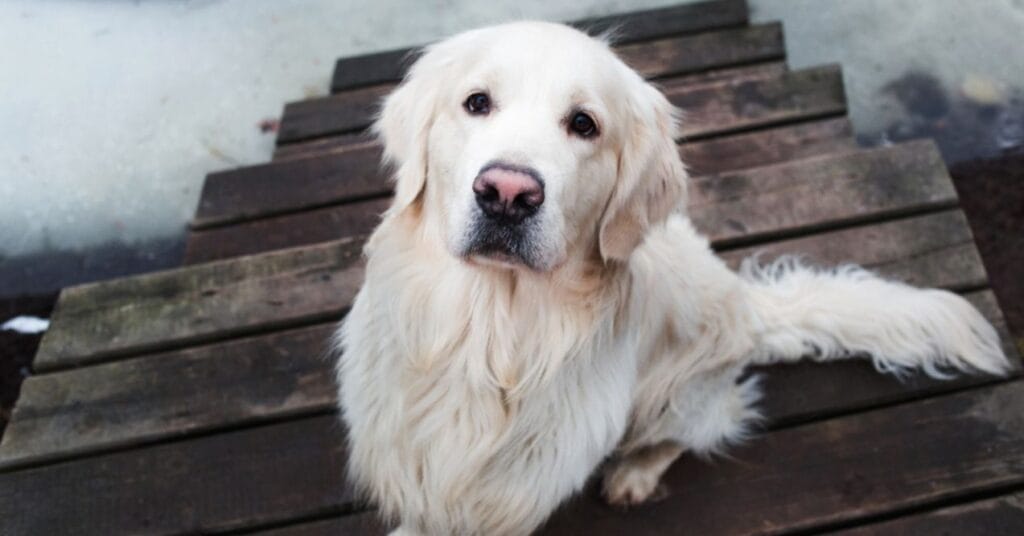 Golden Retriever Breed Information | PetMade