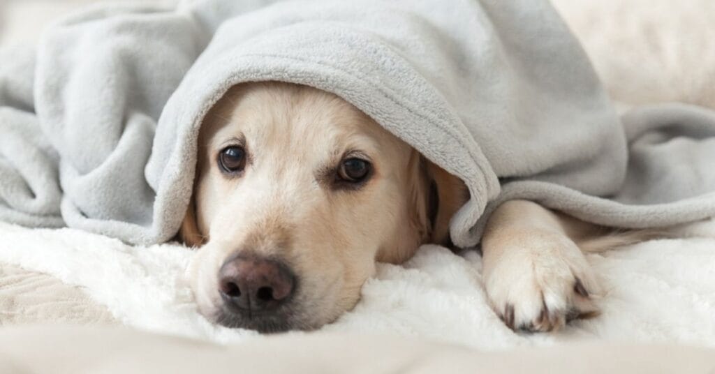7 Labrador Retriever Skin Problems and Treatments | PetMade