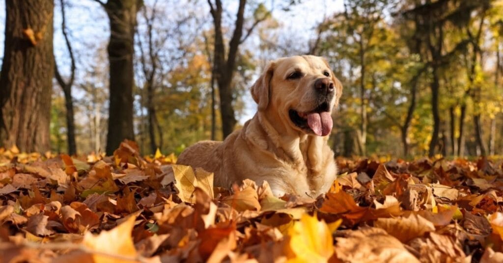 Do Labradors Shed? Simple Ways to Help | PetMade