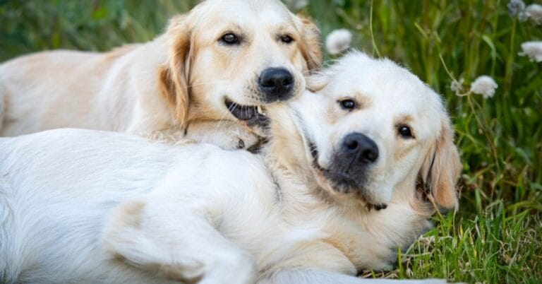 Golden Retriever Breed Information | PetMade