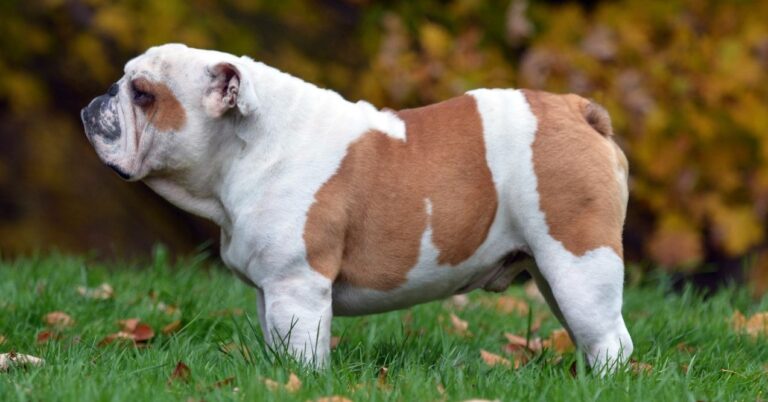 Bulldog Breed Information | PetMade