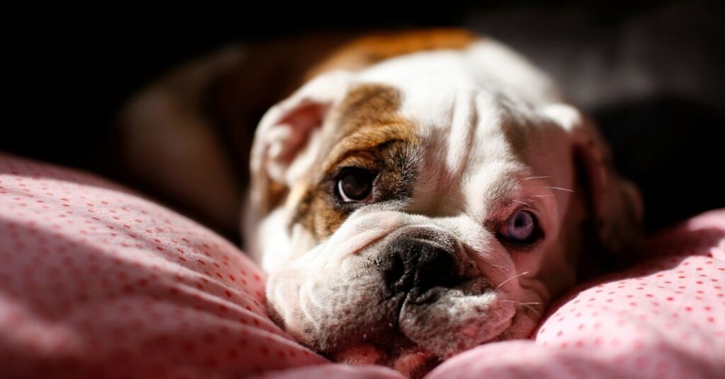 Bulldog Breed Information | PetMade