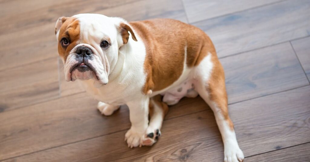 Bulldog Breed Information | PetMade