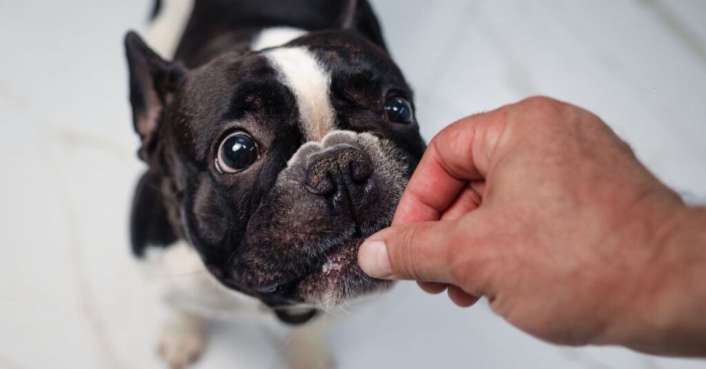 French Bulldog Behavior Problems & What to Do | PetMade