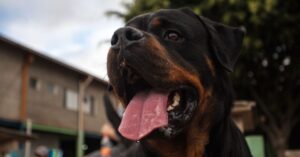 Rottweiler Breed Information | PetMade