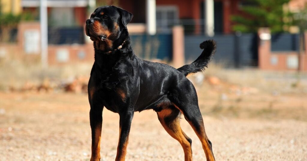 Rottweiler Breed Information | PetMade