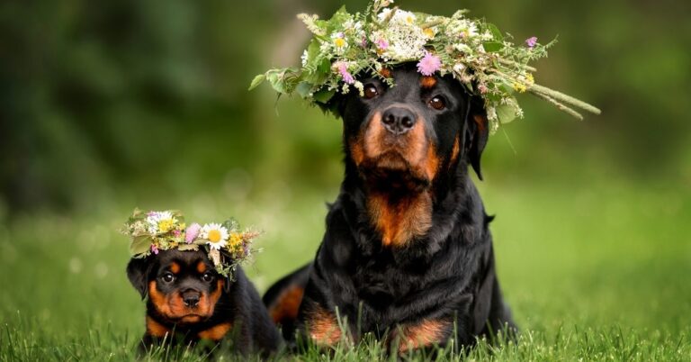 Rottweiler Breed Information | PetMade