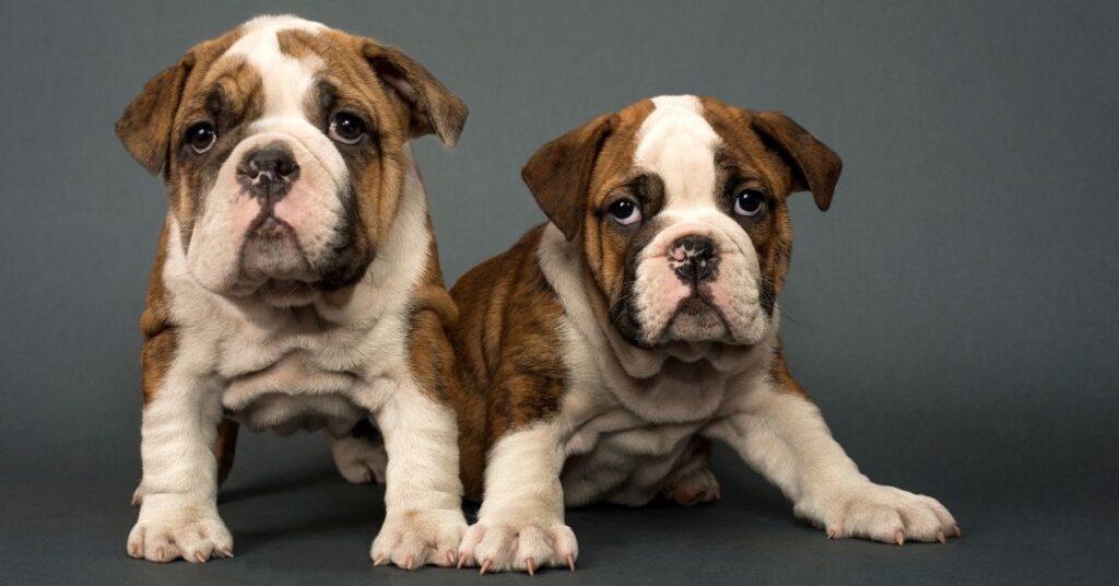 Bulldog Breed Information | PetMade