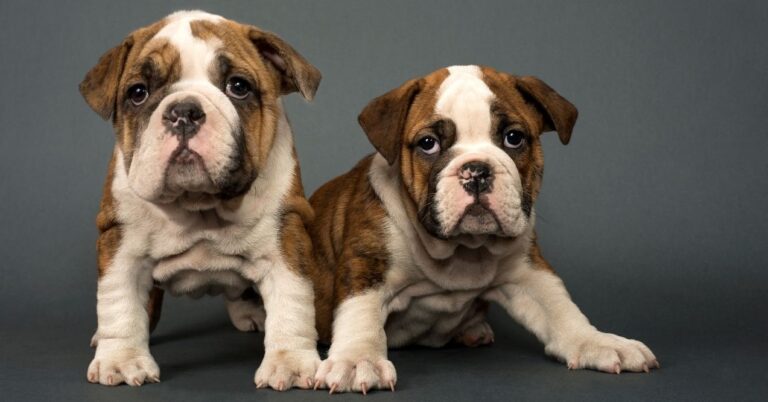 Bulldog Breed Information | PetMade
