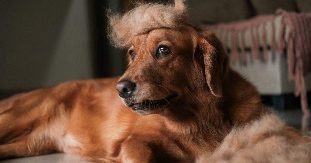 7 Labrador Retriever Skin Problems and Treatments | PetMade