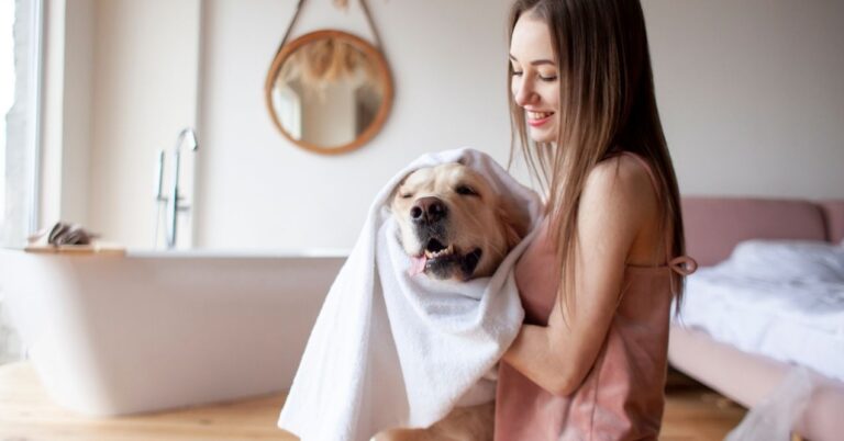 Do Golden Retrievers Shed? | PetMade