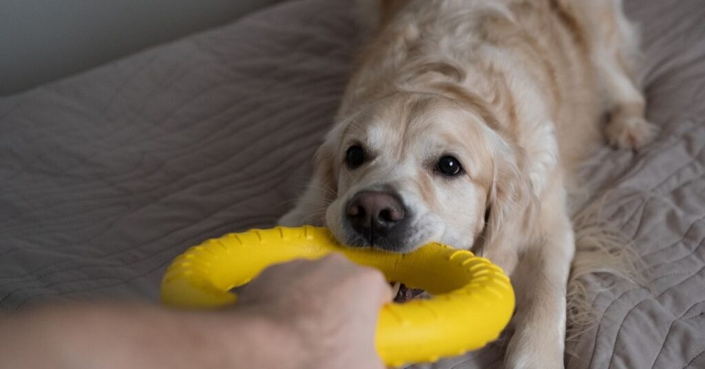 How to Care for a Golden Retriever | PetMade