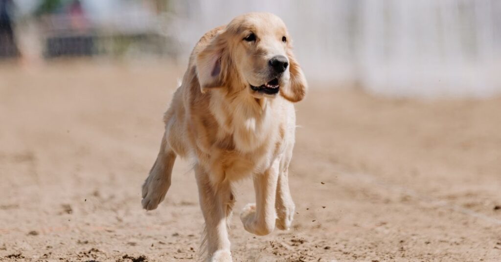 How Much Exercise Does a Golden Retriever Need ? | PetMade