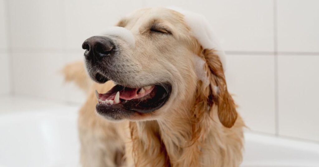 7 Labrador Retriever Skin Problems and Treatments | PetMade