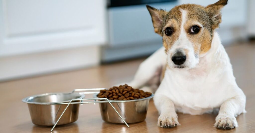 Old Dog Losing Muscle Mass? What You Can Do | PetMade