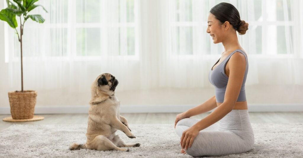 Dog Rash on Belly and What It Could Mean | PetMade