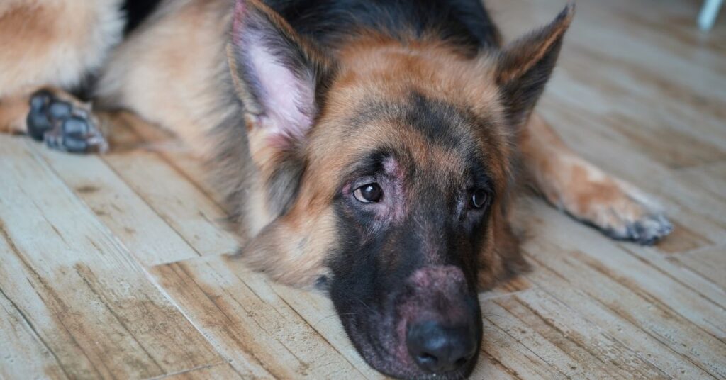 German Shepherd Hip Dysplasia: Causes and Solutions | PetMade