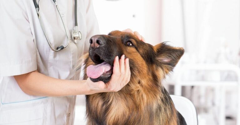 German Shepherd Hip Dysplasia: Causes and Solutions | PetMade