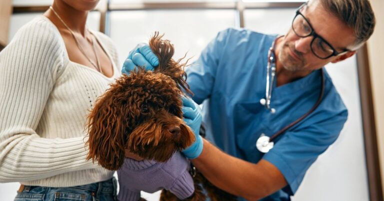 9 Toy Poodle Health Problems and At-Home Care Tips | PetMade