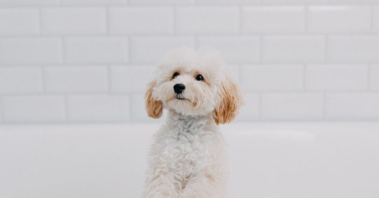 7 Common Poodle Health Issues | PetMade