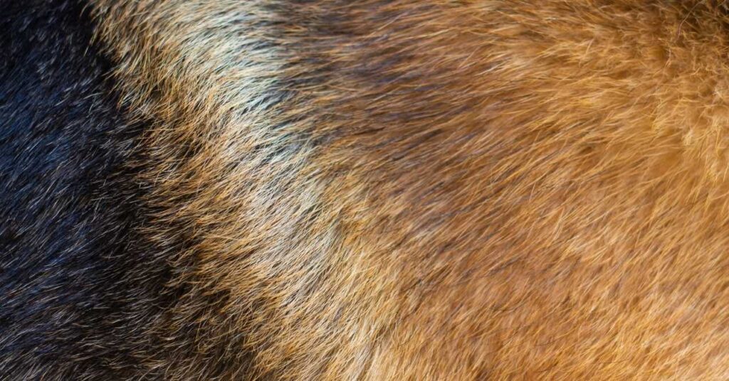 7 Labrador Retriever Skin Problems and Treatments | PetMade