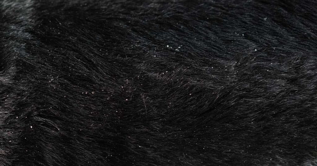Why Are My Dog's Joints Cracking? | PetMade