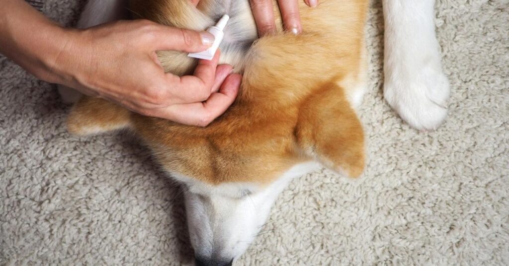 Do Dogs Fake Injuries? How to Tell the Truth | PetMade