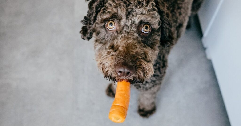 The 15 Best Healthy Dog Food Additives | PetMade